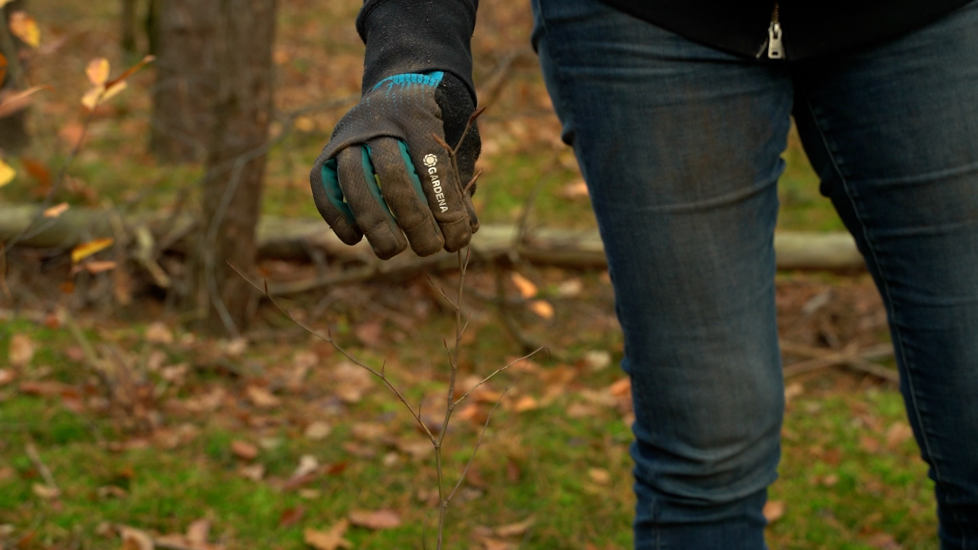 Nachhaltigkeit mit Wirkung: Die rbb media pflanzt 2.000 Bäume | rbb media